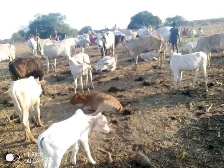 Armed Militias Raided Cattle Camps in Twic County - SSG